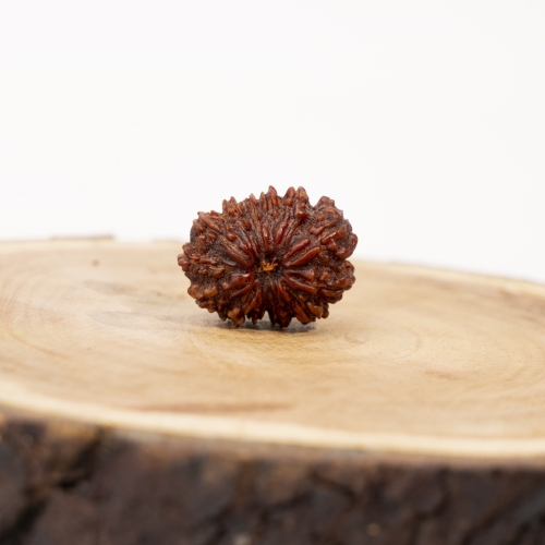 13 Face Rudraksha (Nepali) | Effective Gems