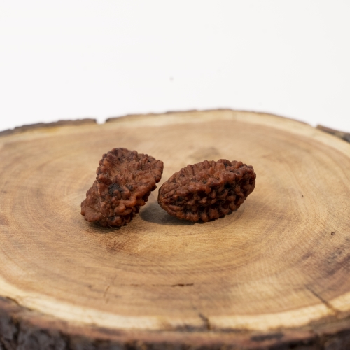 2 Face Rudraksha (Indonesia) | Effective Gems