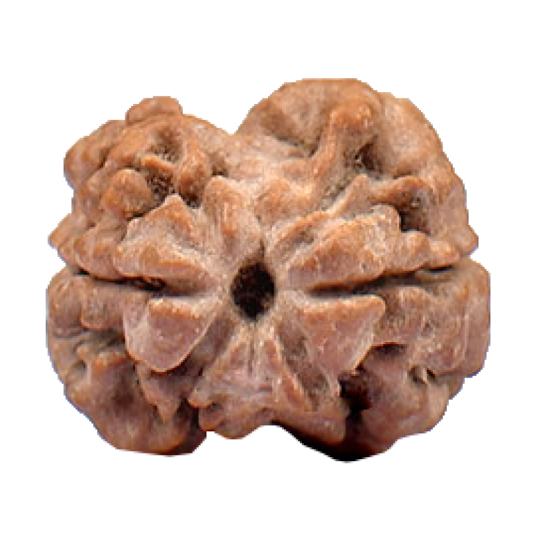 2 Face Rudraksha (Nepali) | Effective Gems