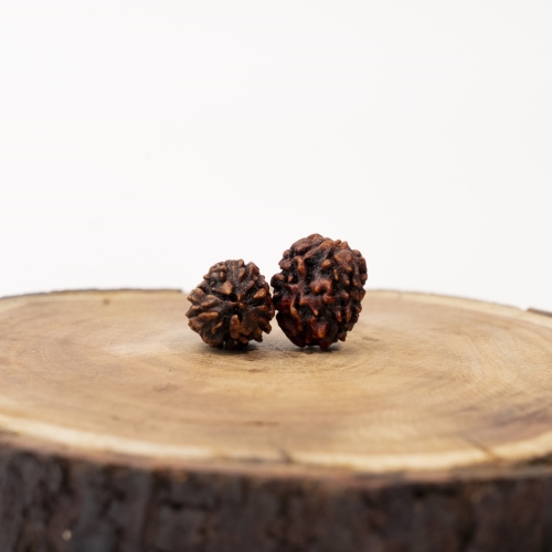 3 Face Rudraksha (Nepali) | Effective Gems