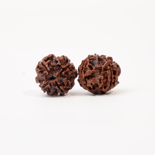 4 Face Rudraksha (Nepali) | Effective Gems