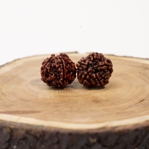 5 Face Rudraksha (Nepali) | Effective Gems