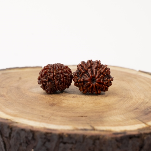 9 Face Rudraksha (Nepali) | Effective Gems