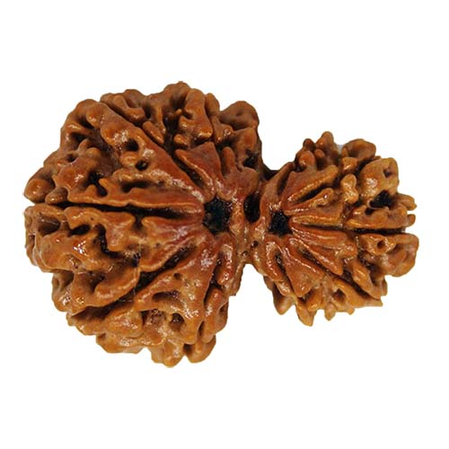 Garbh Gauri Rudraksha (Nepali) | Effective Gems