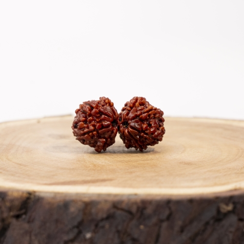Gauri Sankar Rudraksha (Nepali) | Effective Gems
