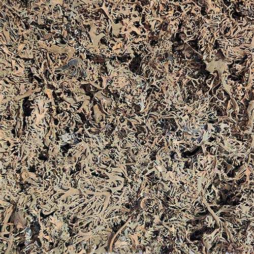 Himalaya Sailaja | Effective Gems